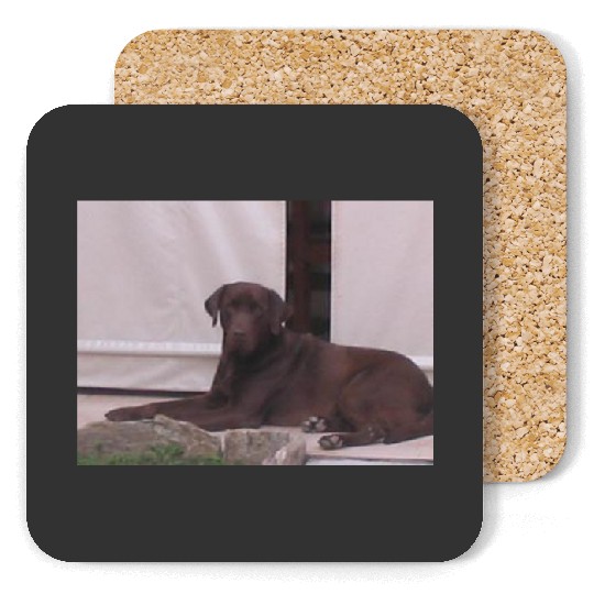 Chocolate Lab Laying - Chocolate Lab - Coasters